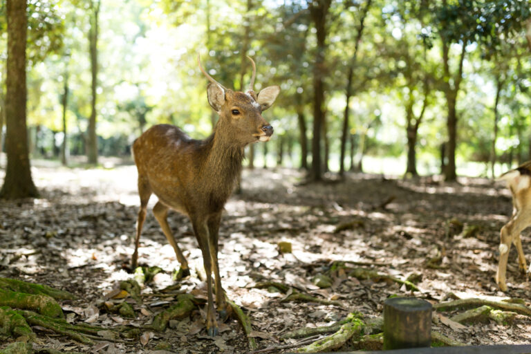 Guide pour reconnaître une crotte de chevreuil